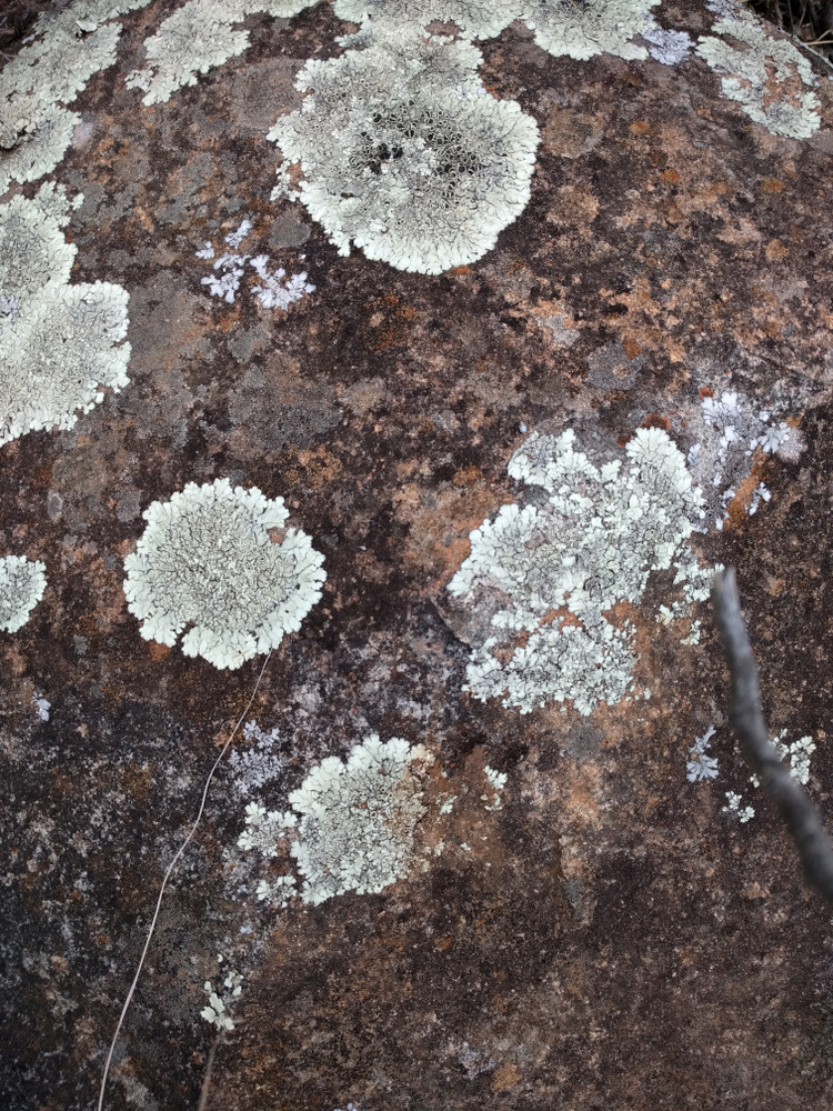 Landscape vessel ‘Lichen 1’ | Marian Jazmik