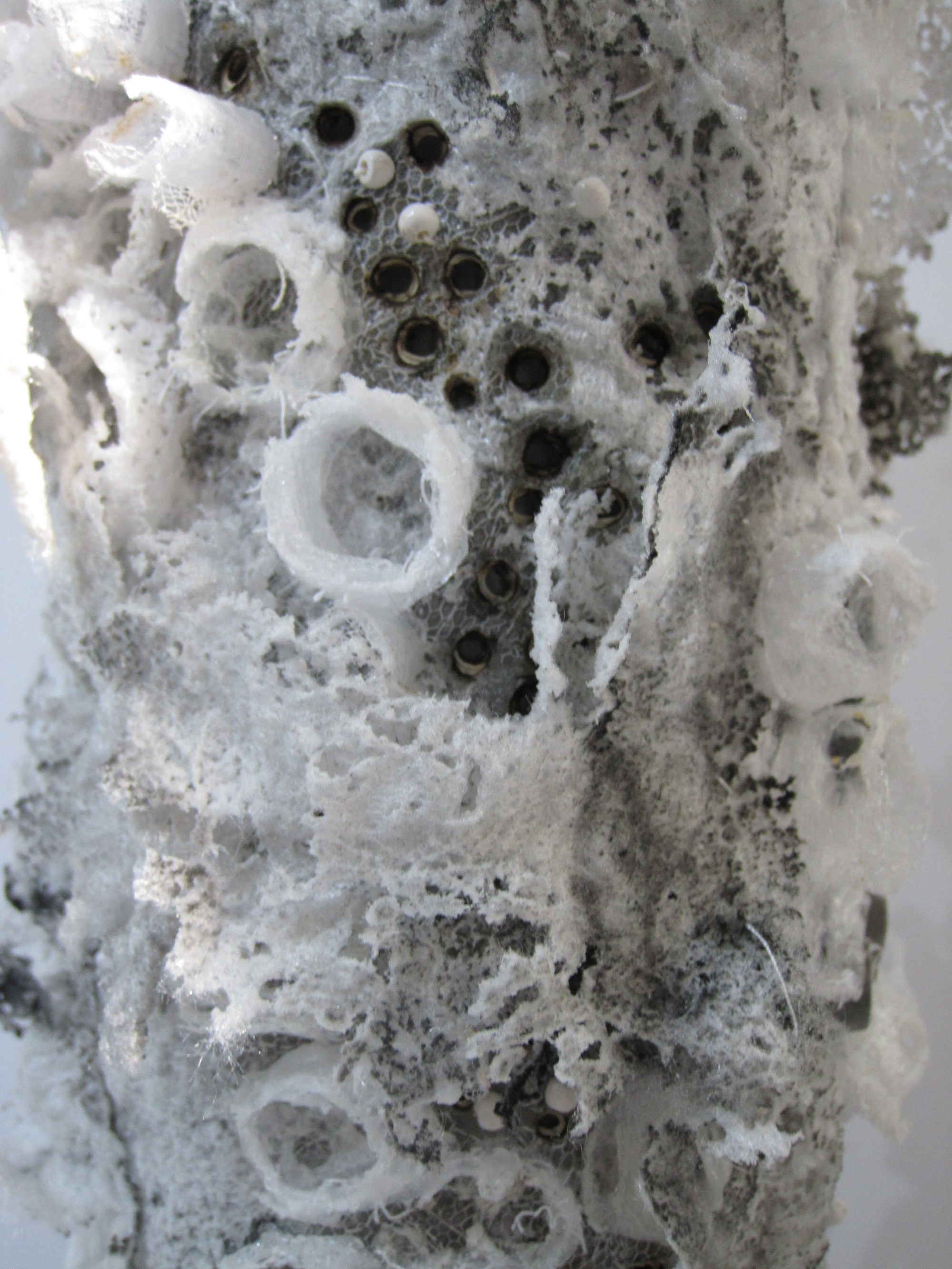 Tree Decay 1 | Marian Jazmik